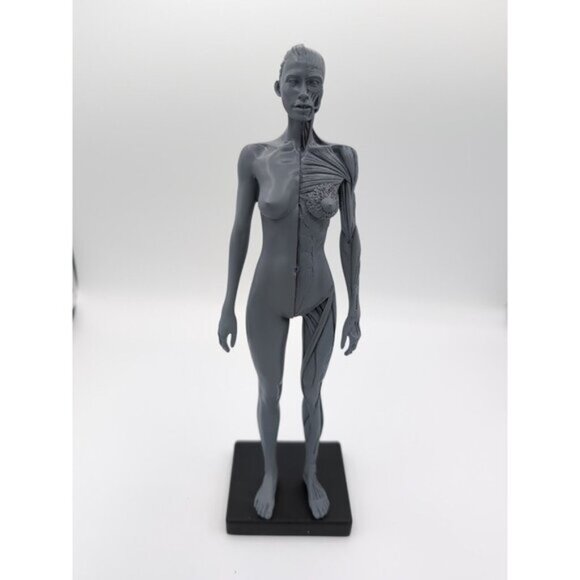 Unbranded | Art | Art Drawing Painting 6 Sculpture Anatomy Figure ...